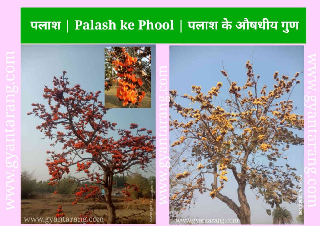 पलाश का फूल | palash ke phool | पलाश के औषधीय गुण - Gyan Tarang