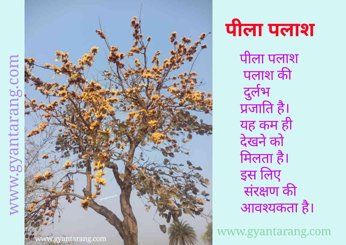 पलाश का फूल | palash ke phool | पलाश के औषधीय गुण - Gyan Tarang