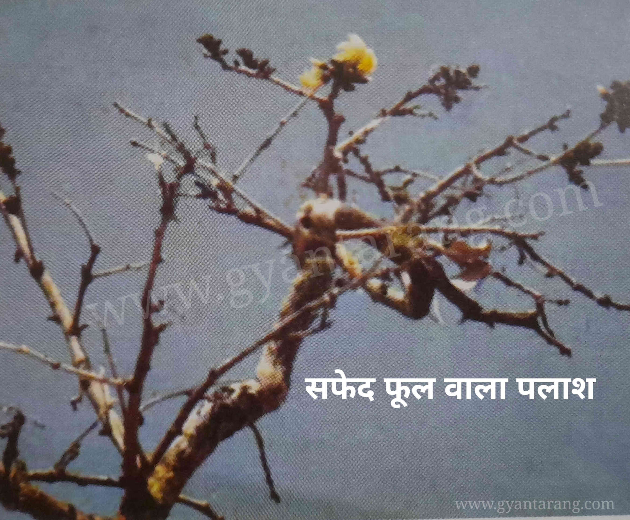 पलाश का फूल | palash ke phool | पलाश के औषधीय गुण - Gyan Tarang